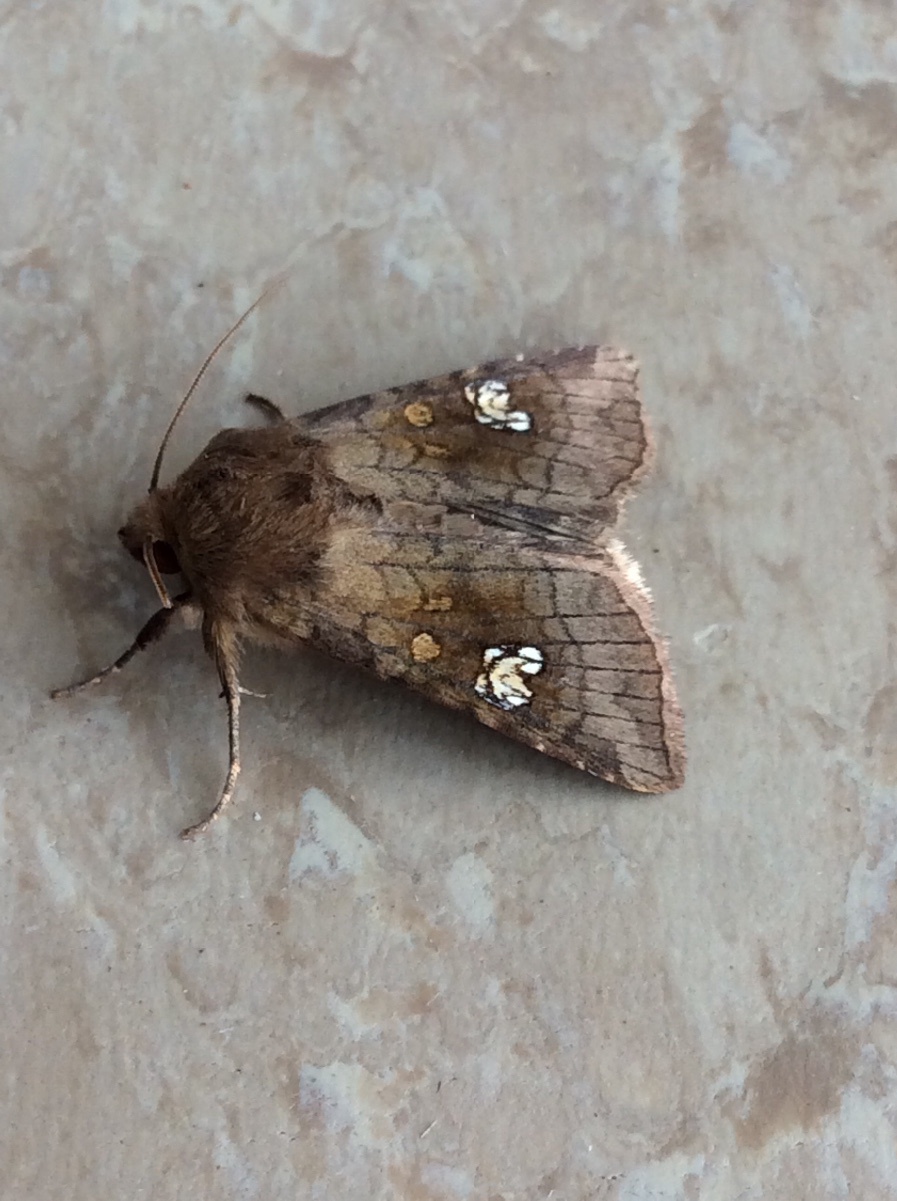 Ear Moth | NatureSpot
