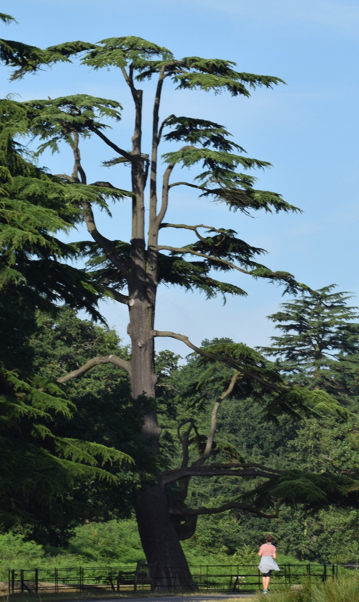 Cedar-of-Lebanon | NatureSpot