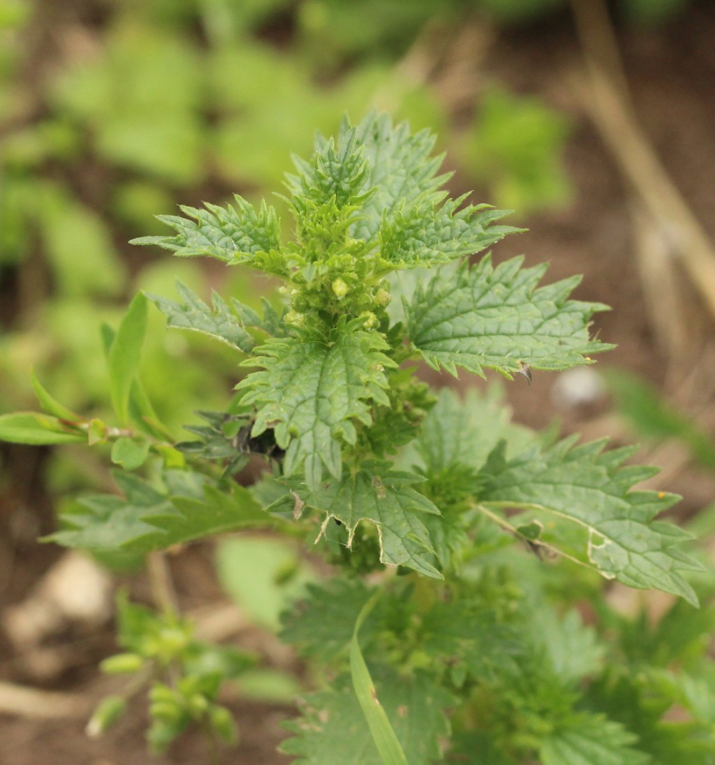Small Nettle | NatureSpot