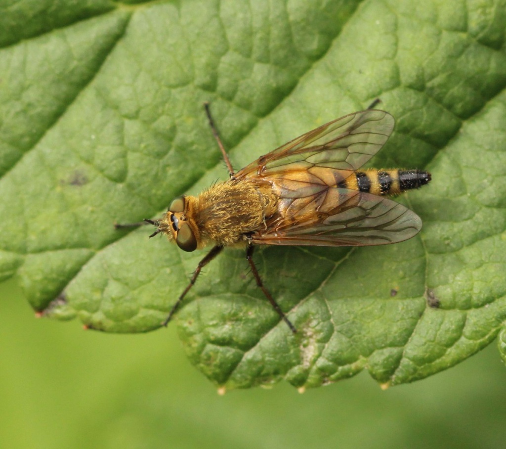 Thereva nobilitata | NatureSpot