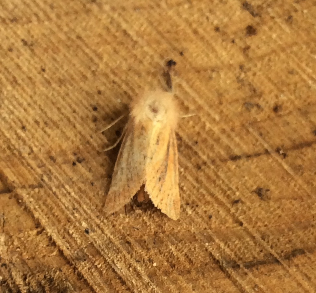 Small Wainscot | NatureSpot