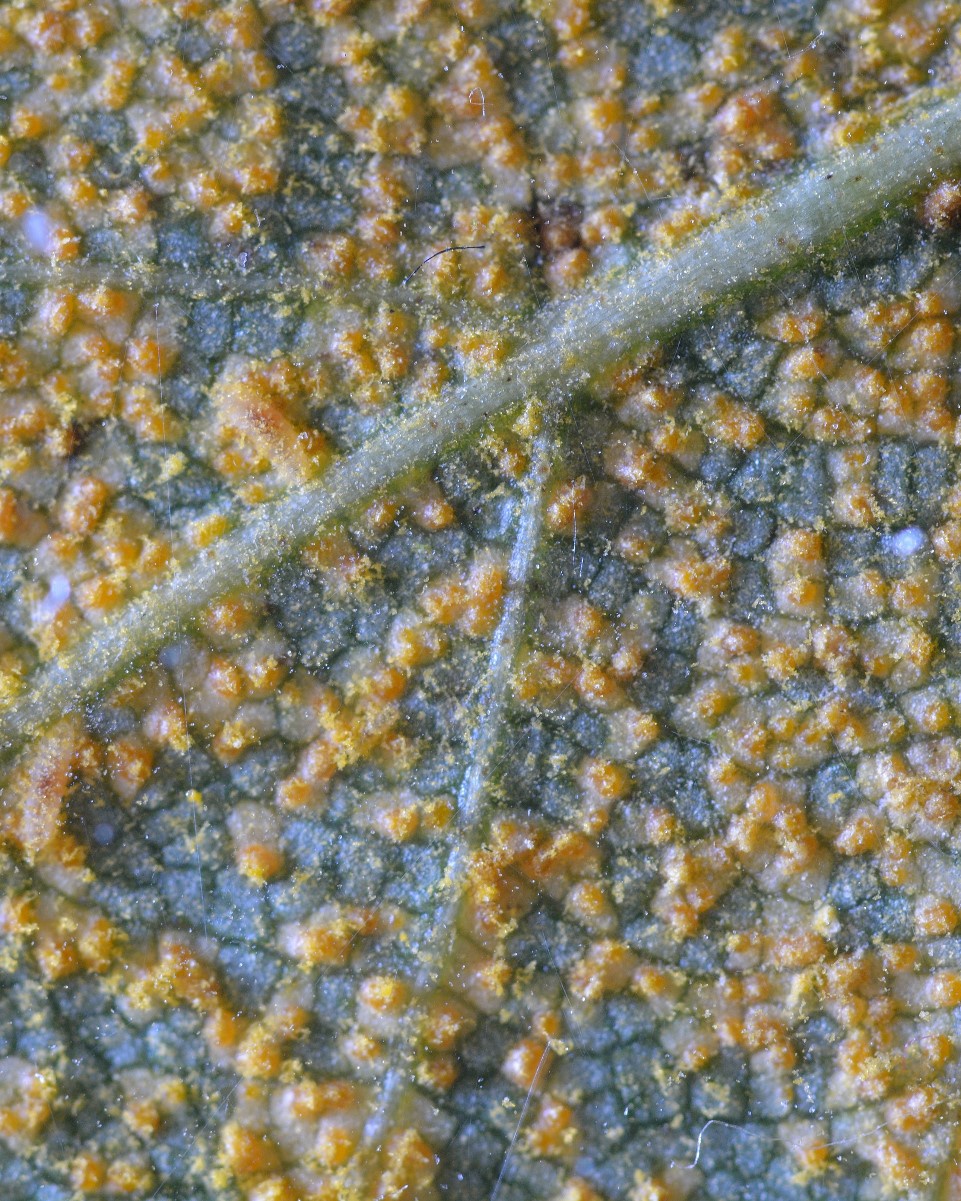 Birch Rust | NatureSpot