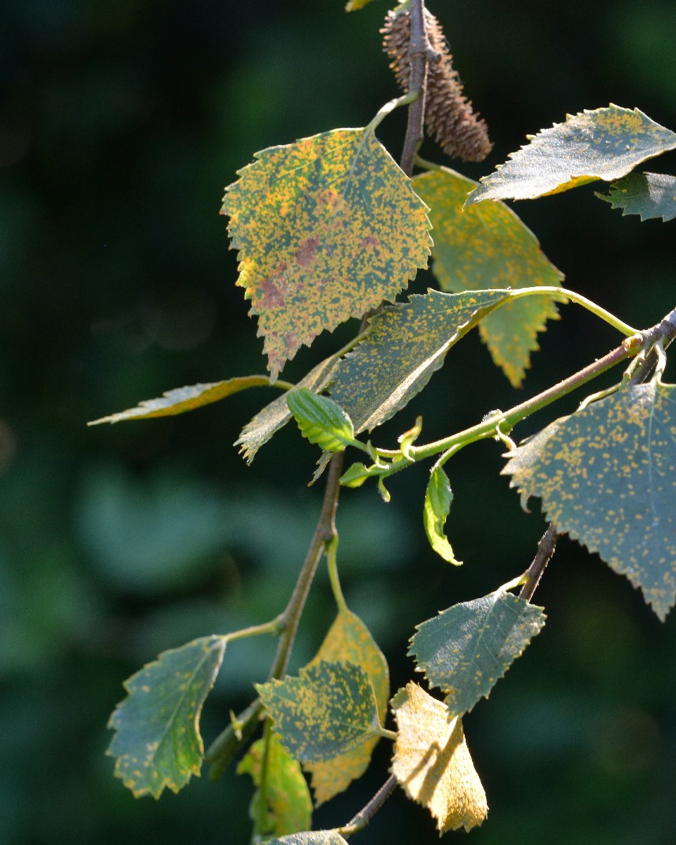 Birch Rust | NatureSpot
