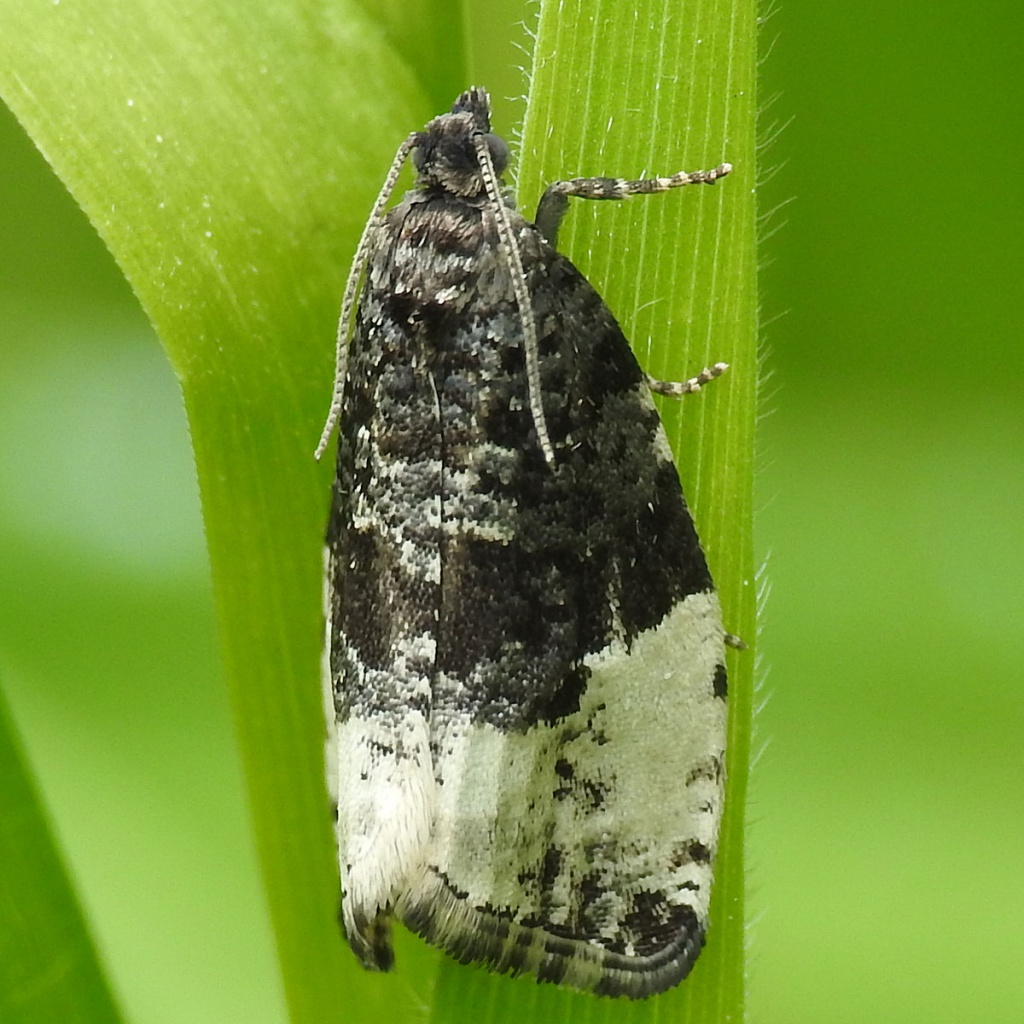 Plum Tortrix | NatureSpot