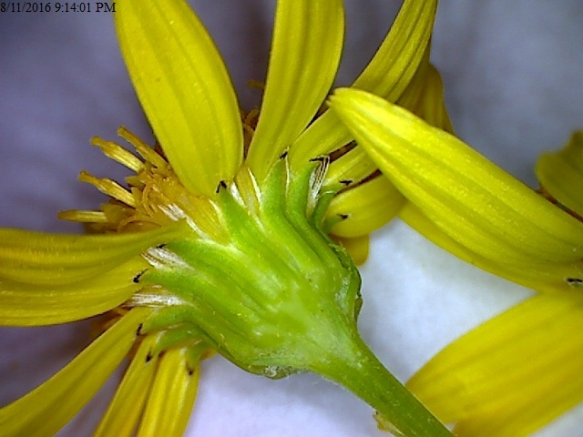 Common Ragwort | NatureSpot