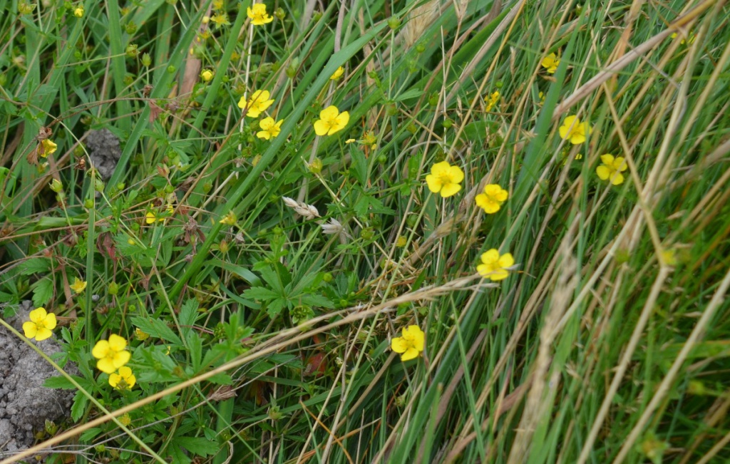 Tormentil | NatureSpot