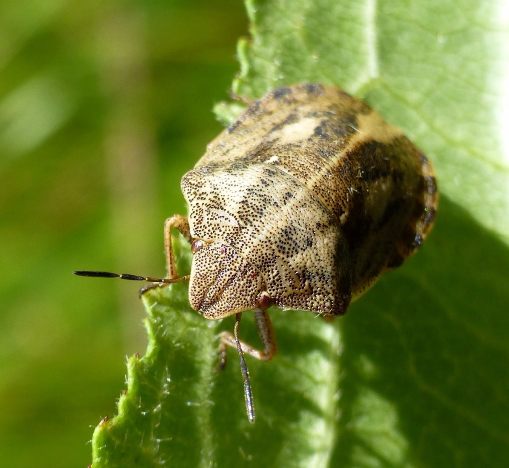 Tortoise Bug | NatureSpot