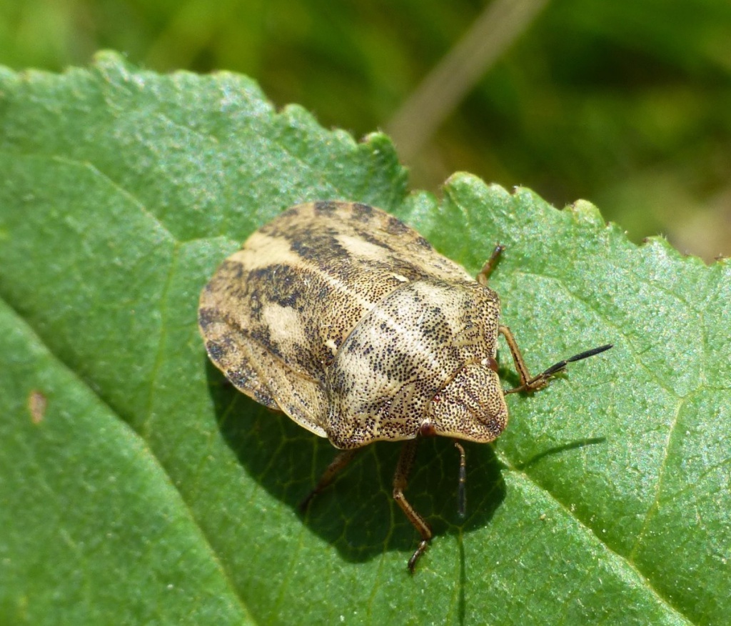 Tortoise Bug | NatureSpot