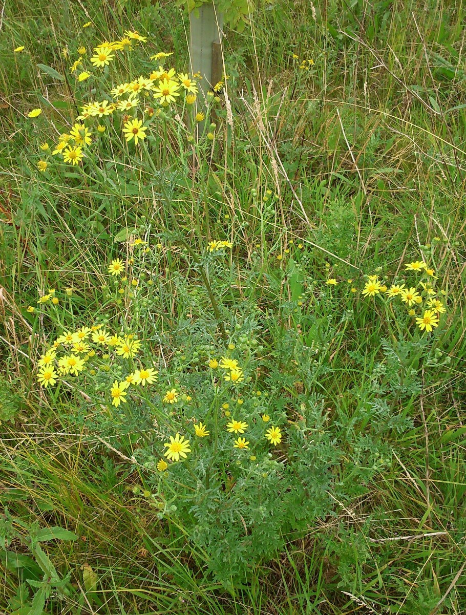 Hoary Ragwort | NatureSpot