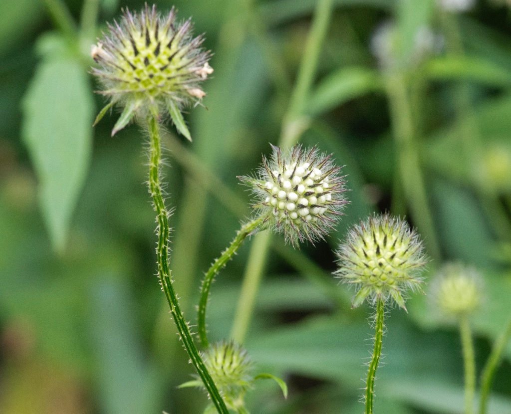 Small Teasel | NatureSpot