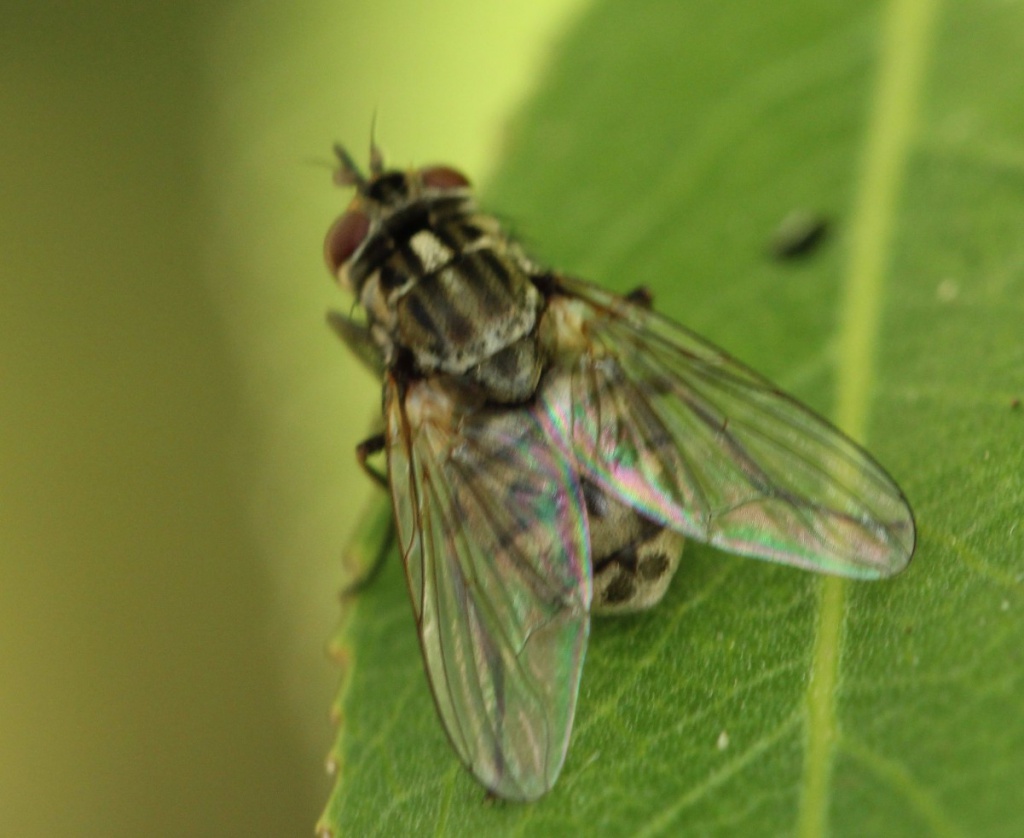 Stable Fly | NatureSpot