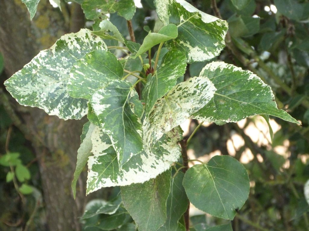 Balm-of-Gilead | NatureSpot