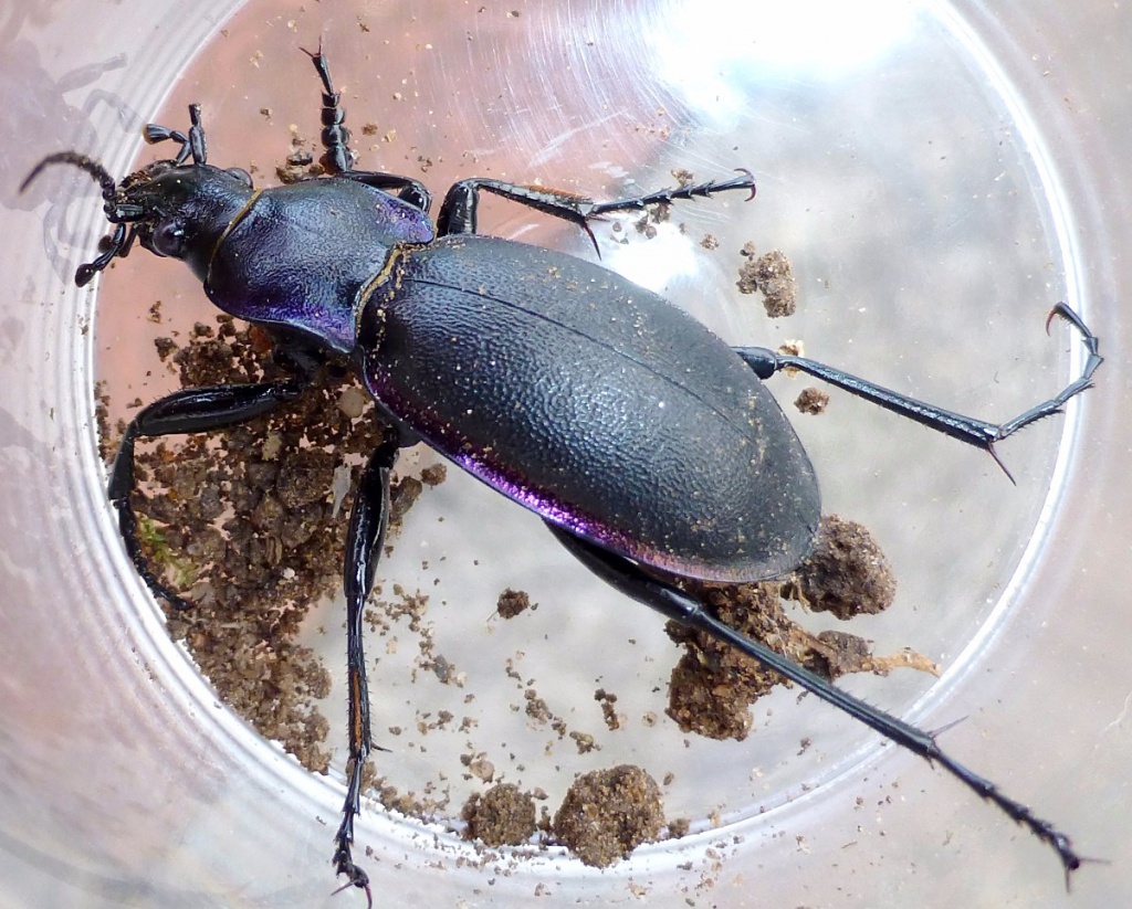 Violet Ground Beetle | NatureSpot