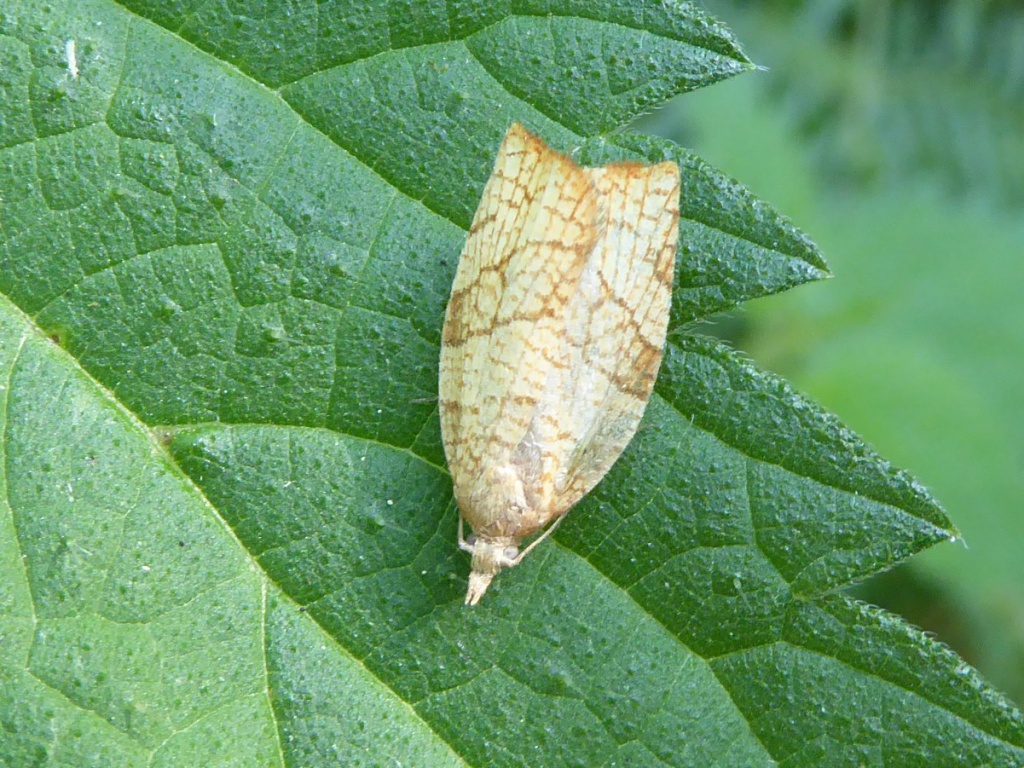 Chequered Fruit-tree Tortrix | NatureSpot
