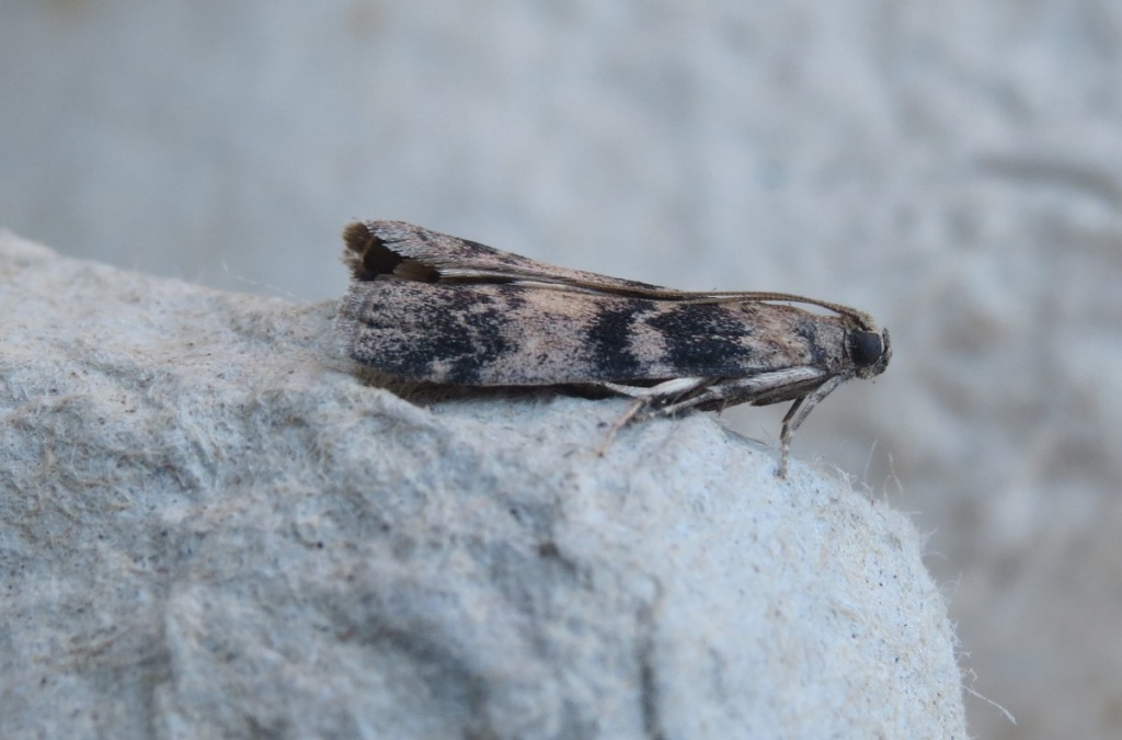 Euzophera pinguis | NatureSpot