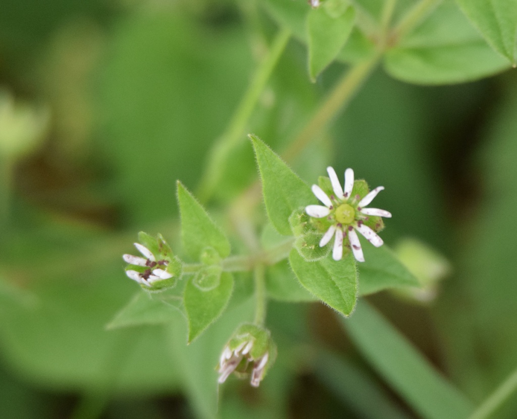 Microbotryum stellariae | NatureSpot