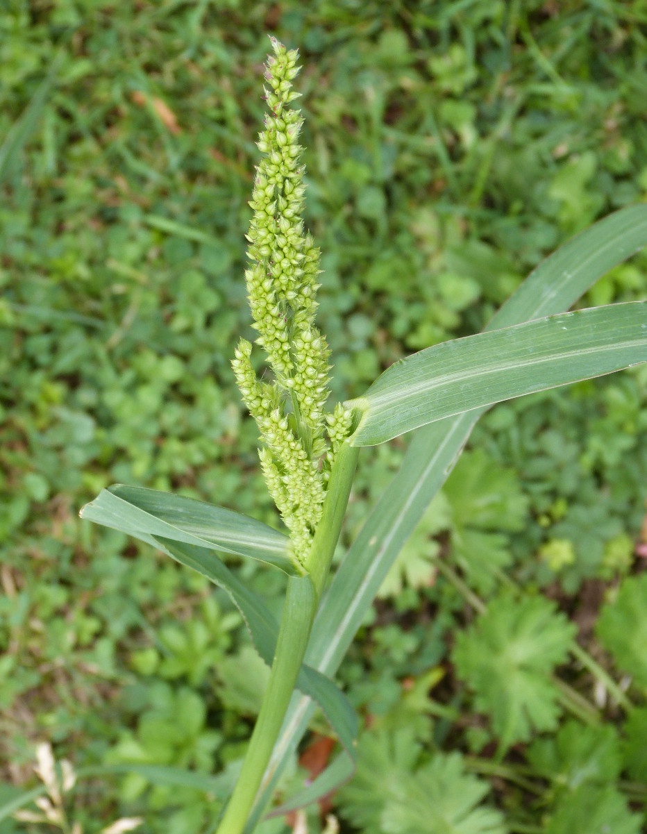 Common Millet | NatureSpot