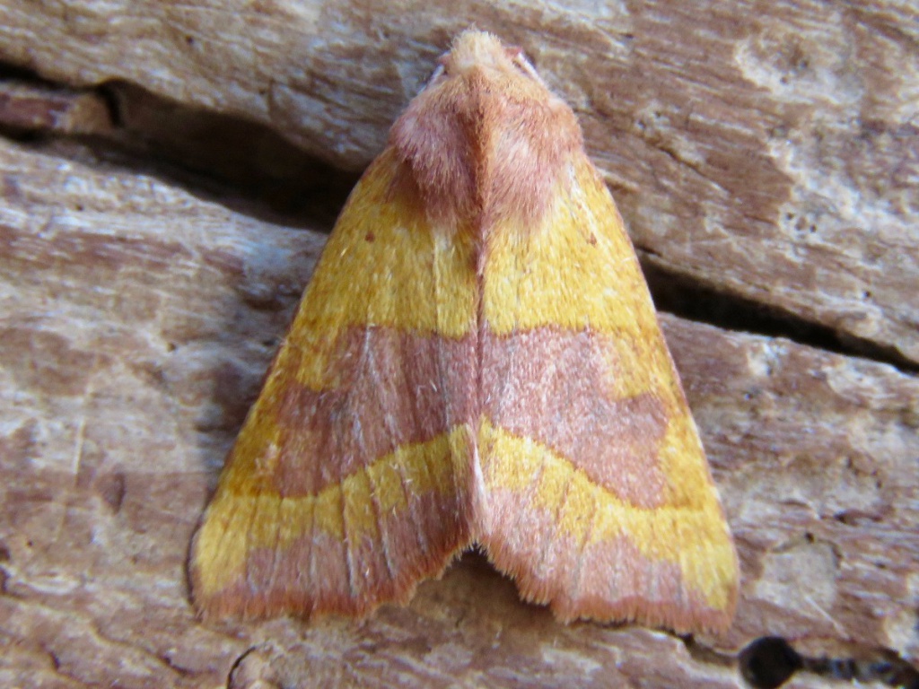 Centre-barred Sallow | NatureSpot