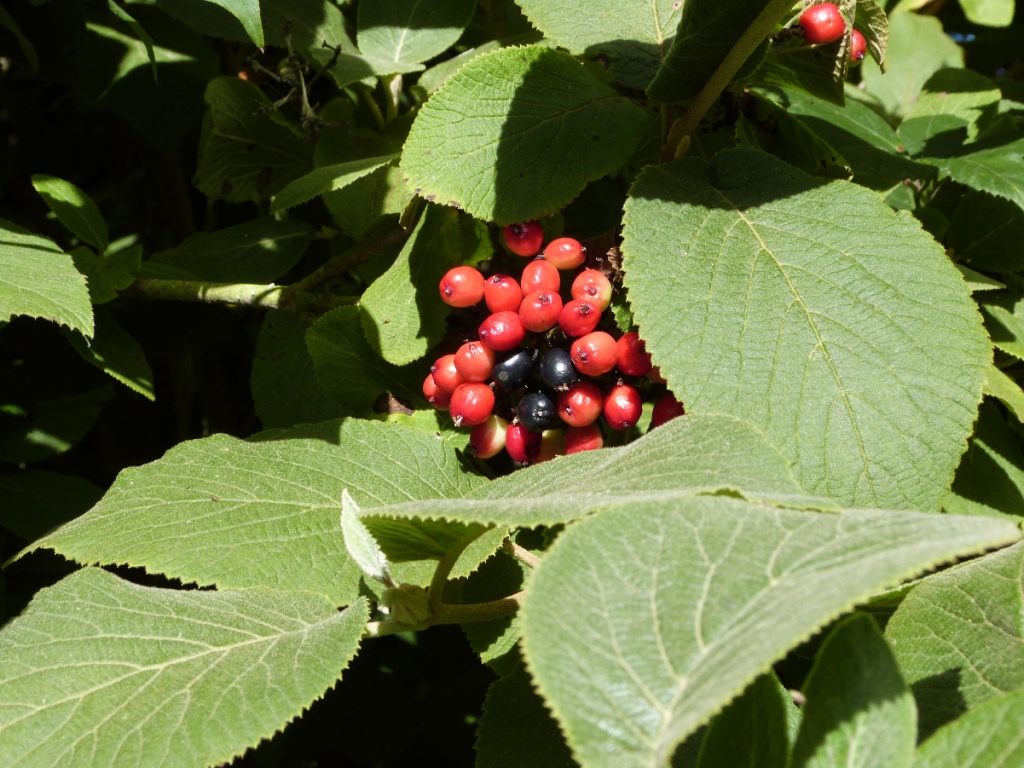 Wayfaring-tree | NatureSpot