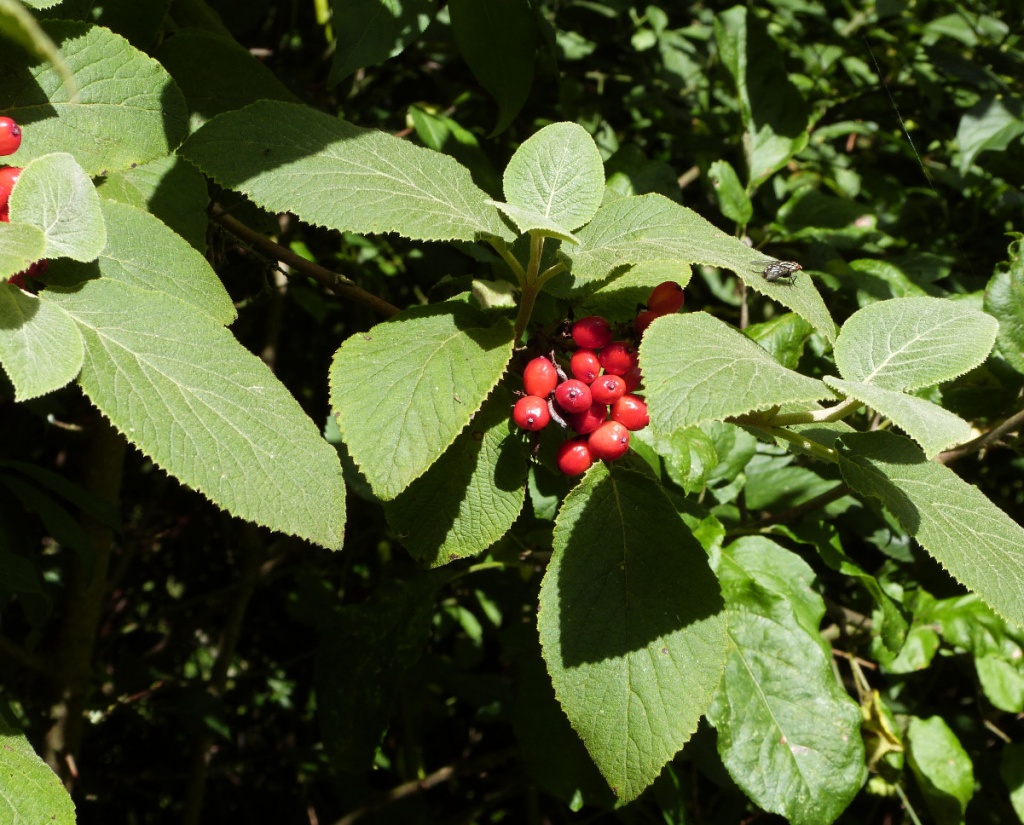 Wayfaring-tree | NatureSpot