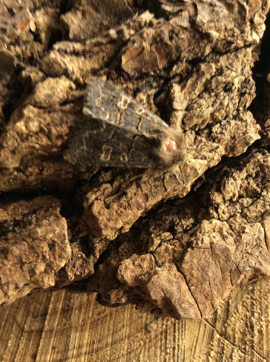 Hedge Rustic | NatureSpot