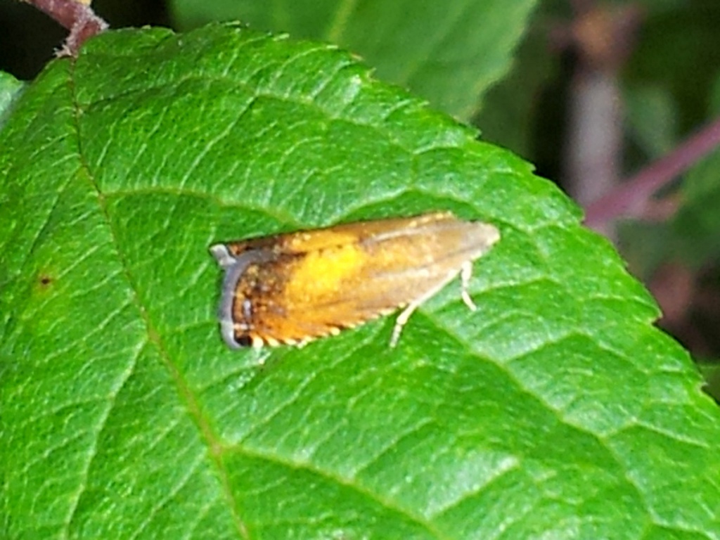 Pammene aurita | NatureSpot