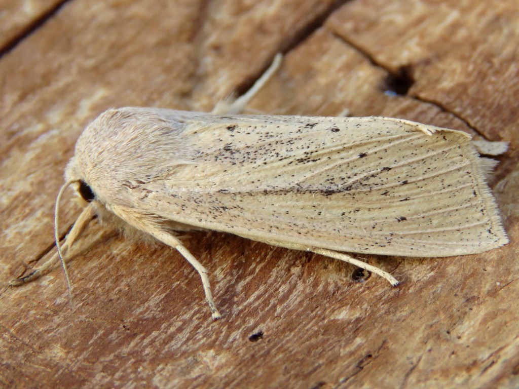Large Wainscot | NatureSpot