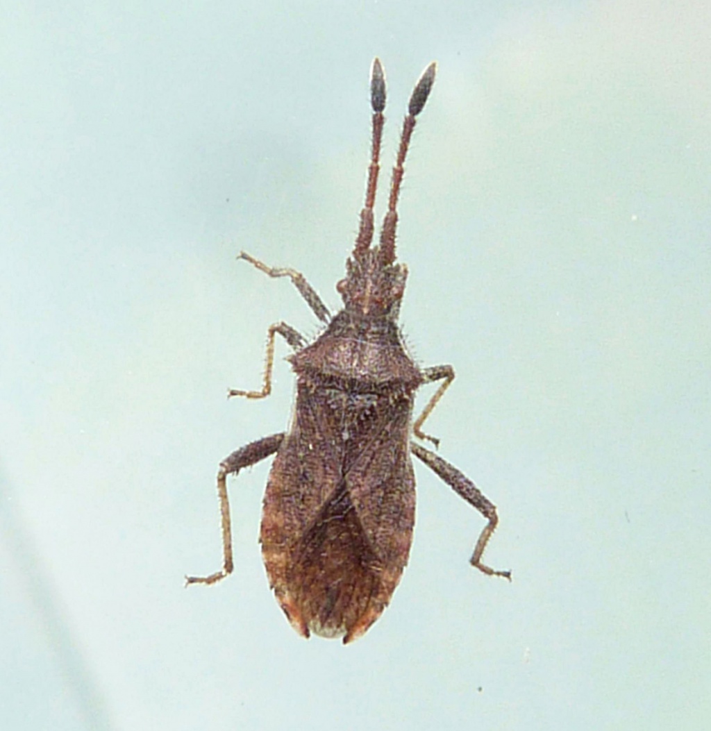 Denticulate Leatherbug | NatureSpot