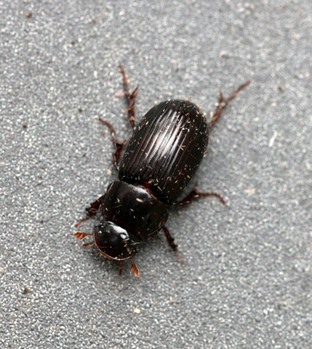 Acrossus rufipes | NatureSpot