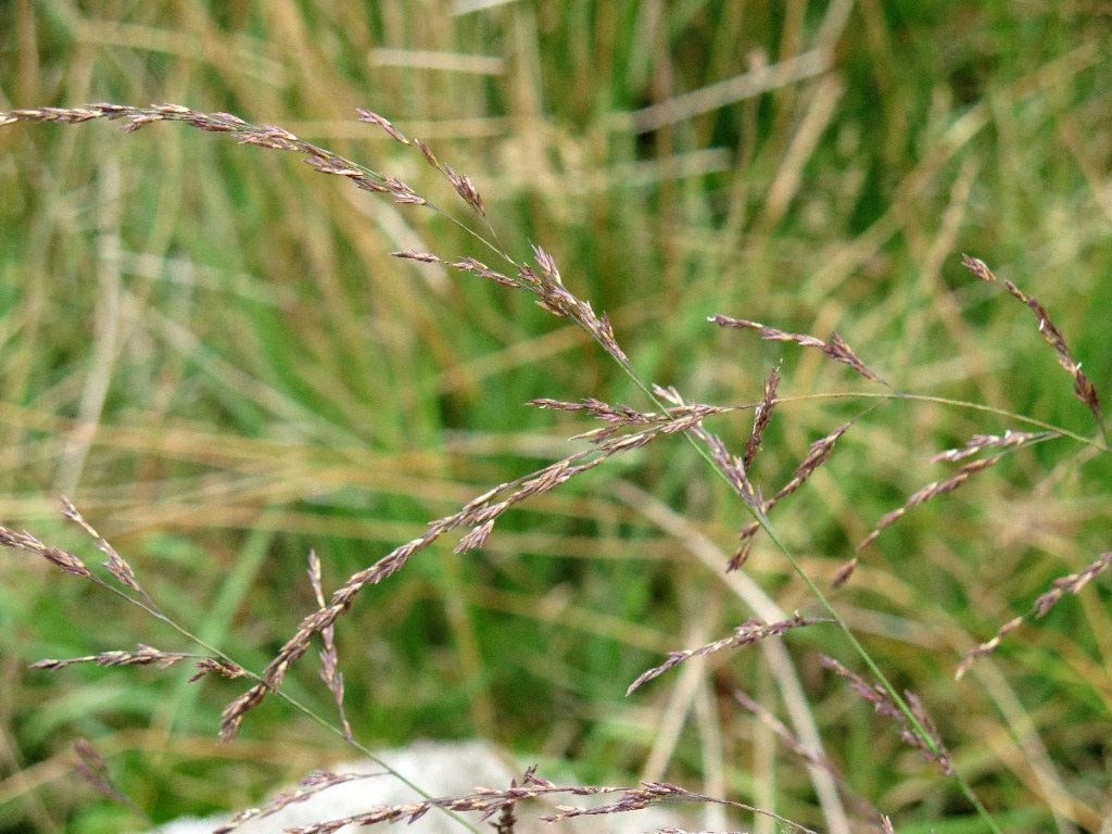 Purple Moor-grass | NatureSpot