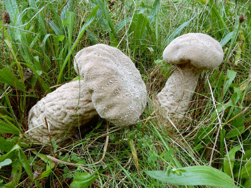 Pestle Puffball | NatureSpot