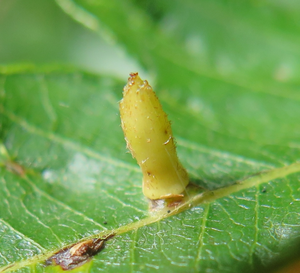 Hairy Beech Gall | NatureSpot