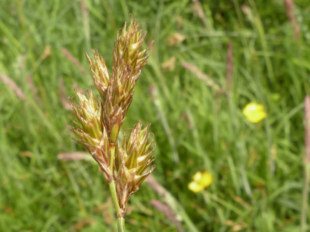 Oval Sedge | NatureSpot