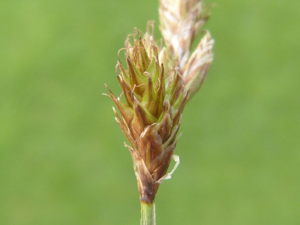 Oval Sedge | NatureSpot