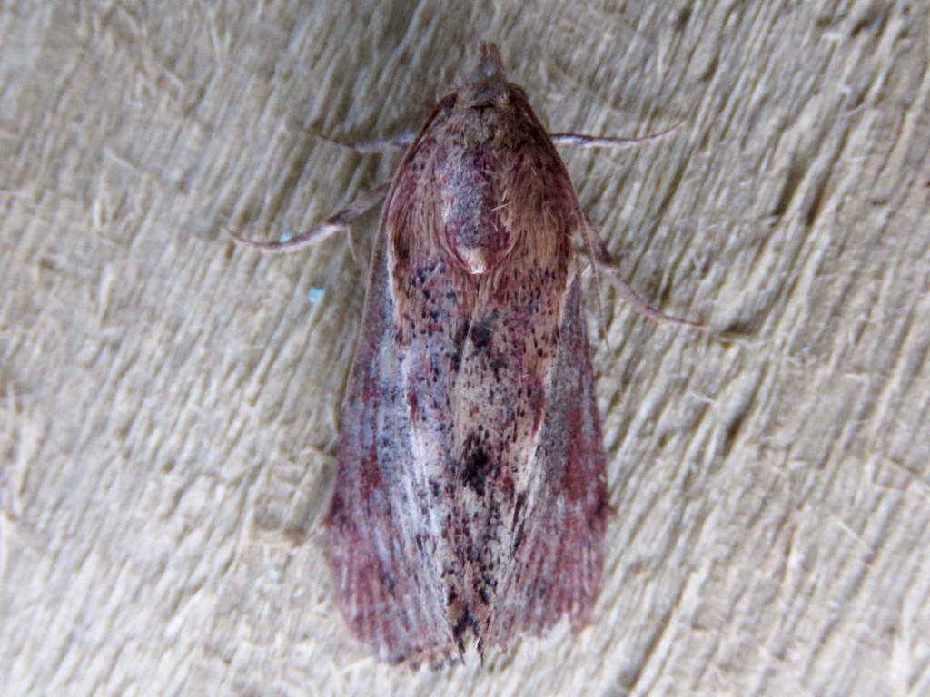 Wax Moth | NatureSpot