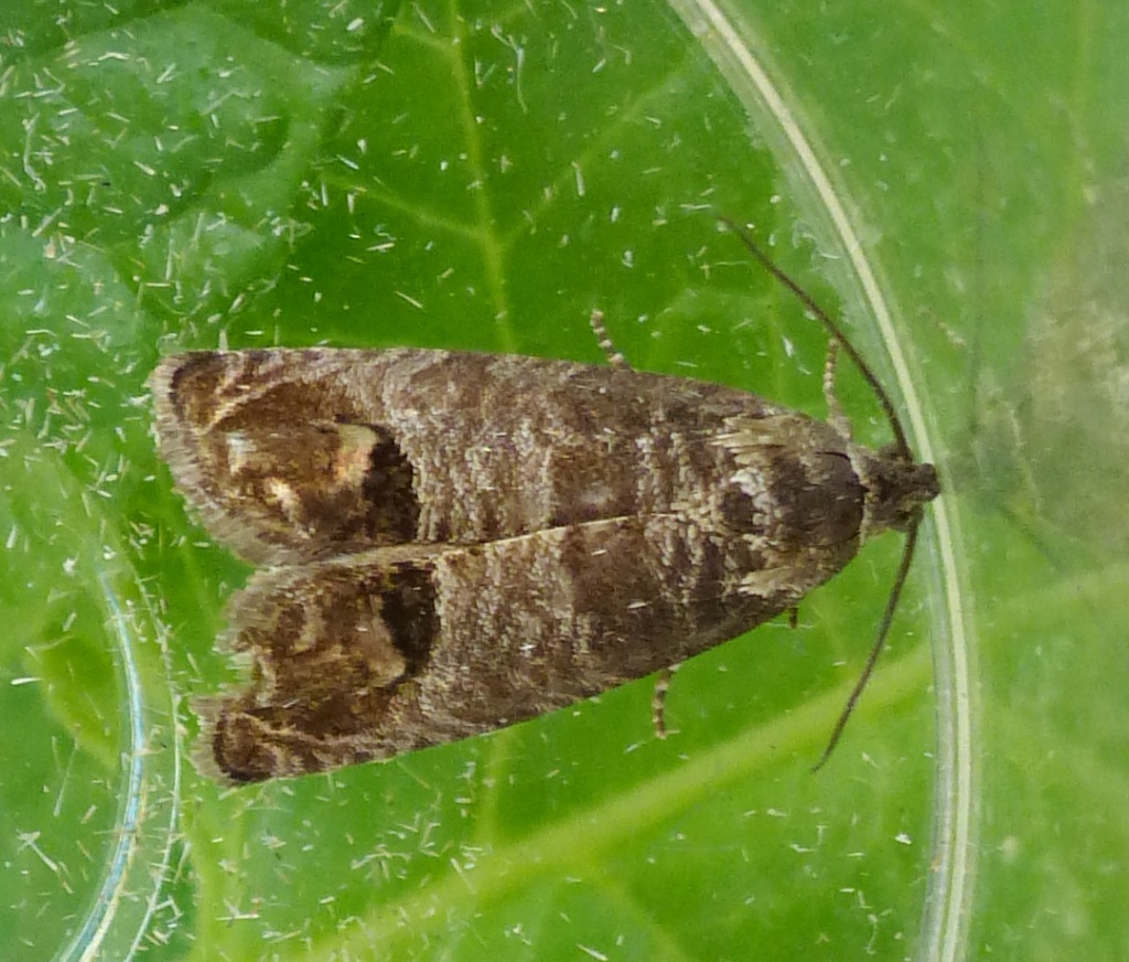 Codling Moth | NatureSpot