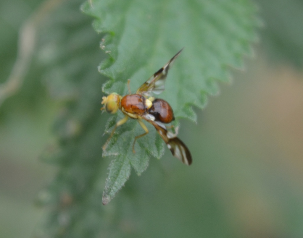 Celery fly | NatureSpot