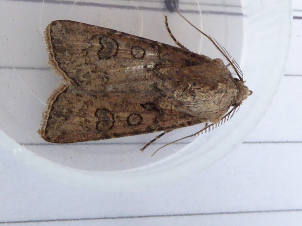 Turnip Moth | NatureSpot