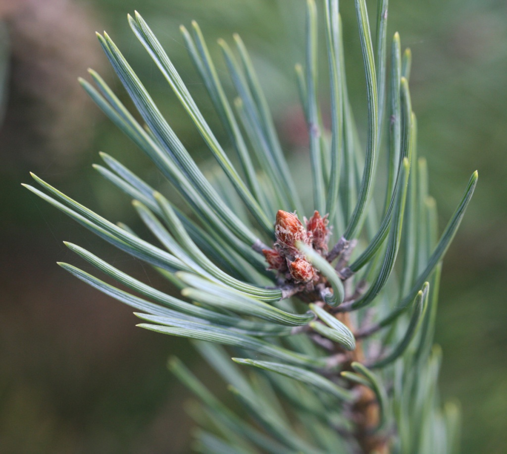 Scots Pine | NatureSpot