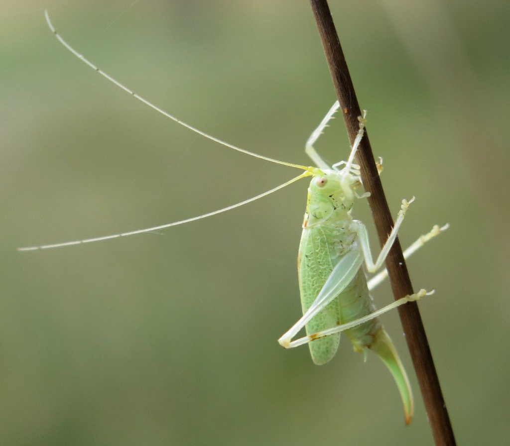 Oak Bush-cricket | NatureSpot