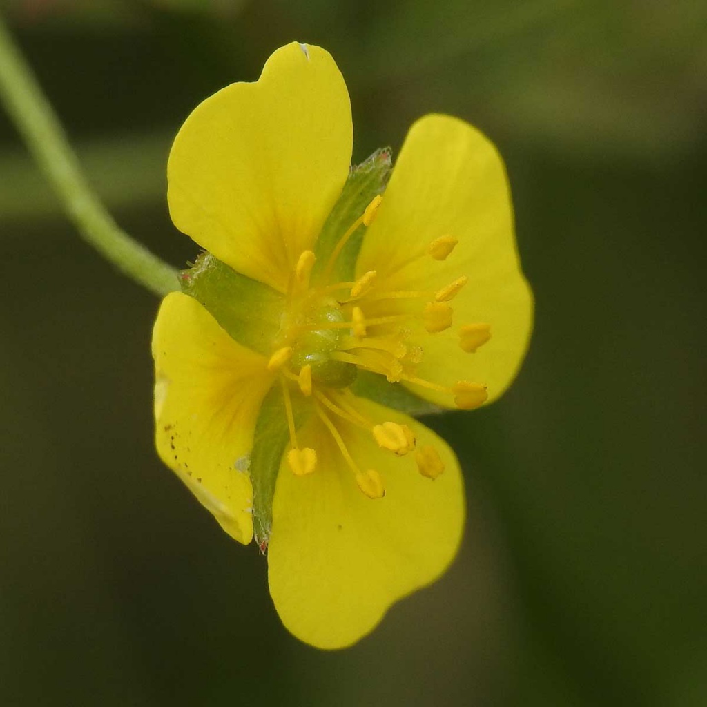 Tormentil | NatureSpot