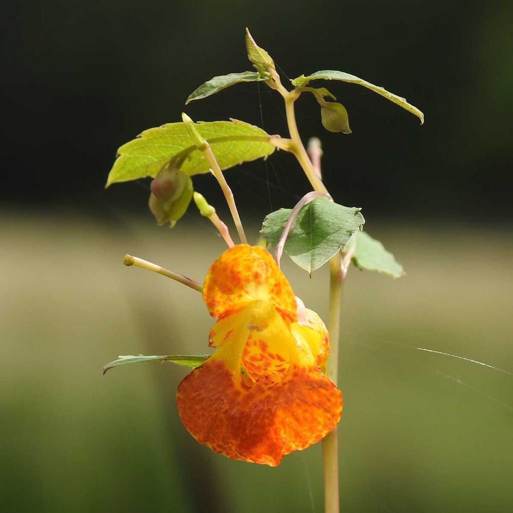 Orange Balsam | NatureSpot
