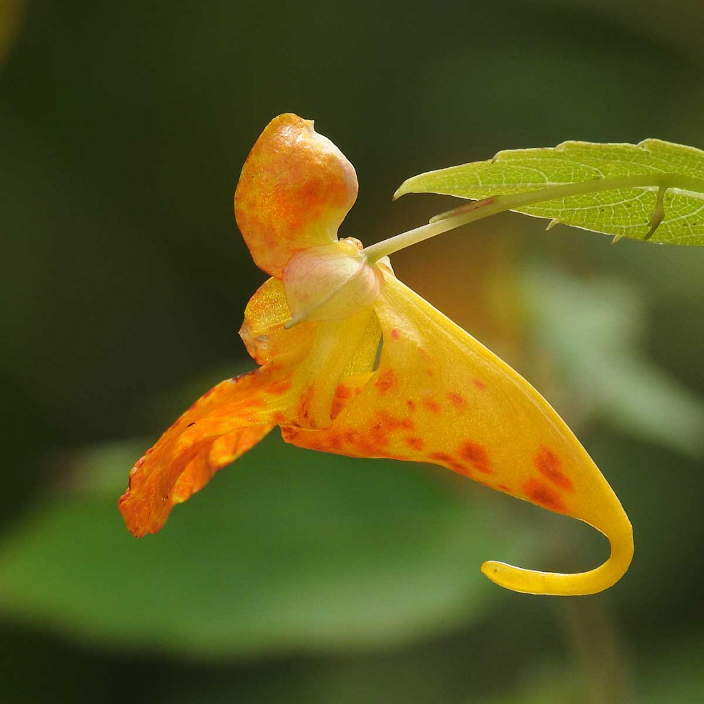 Orange Balsam | NatureSpot