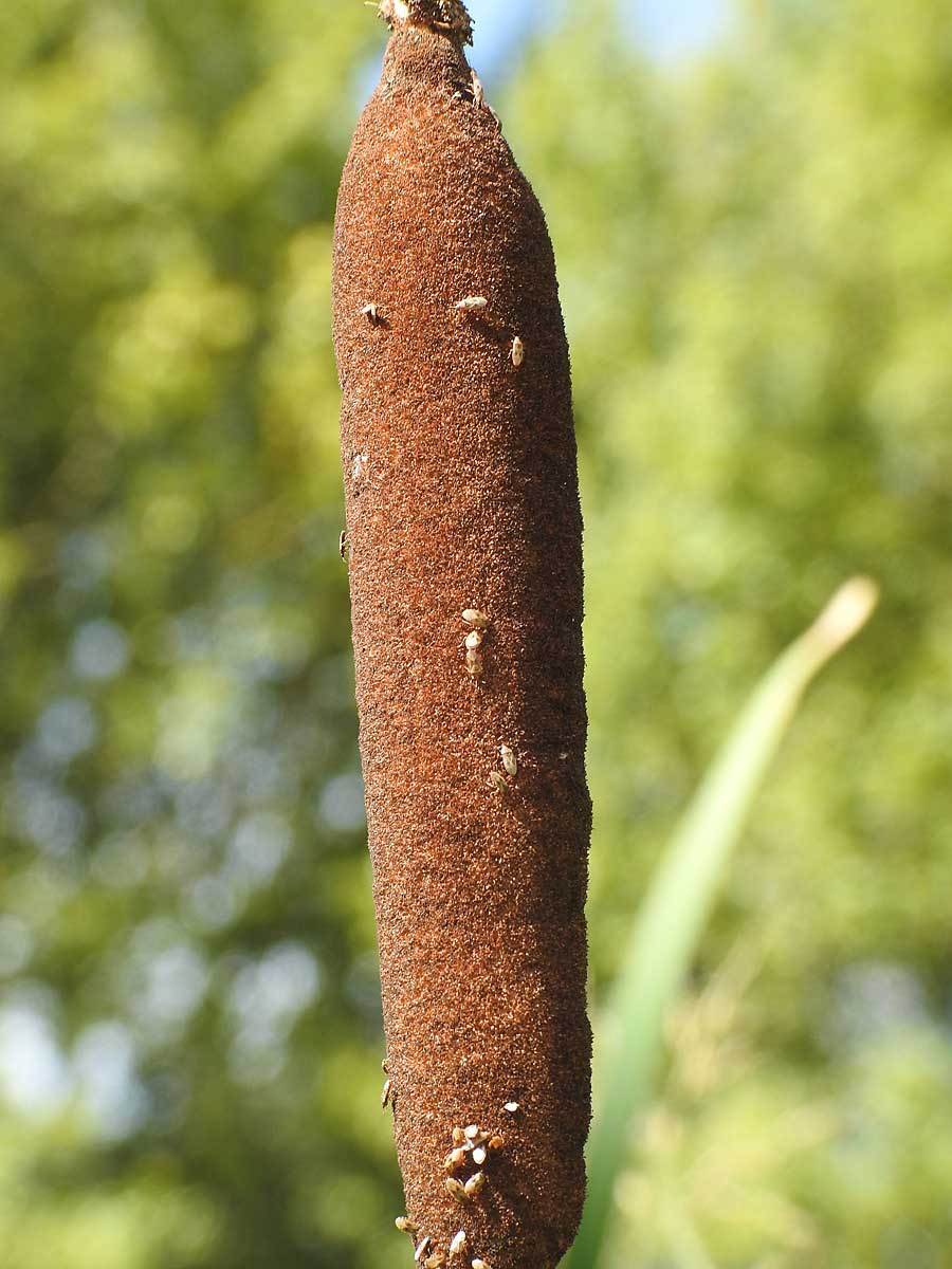 Bulrush Bug | NatureSpot