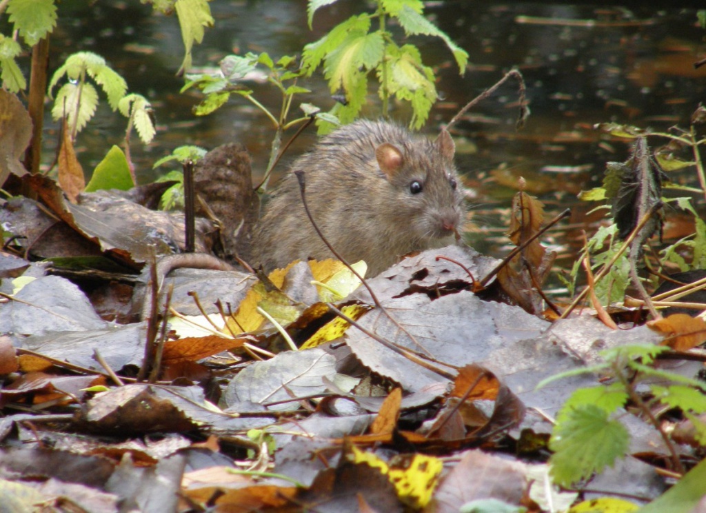 Brown Rat | NatureSpot