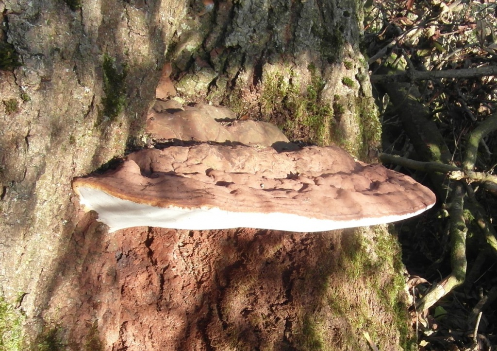 Southern Bracket | NatureSpot