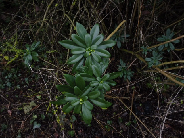 Spurge-laurel | NatureSpot