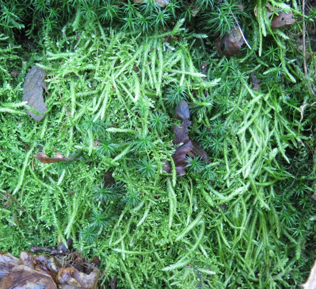 Waved Silk-moss | NatureSpot