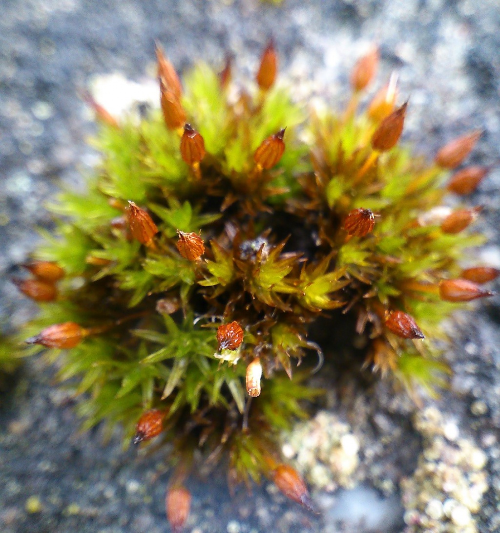 Anomalous Bristle-moss | NatureSpot