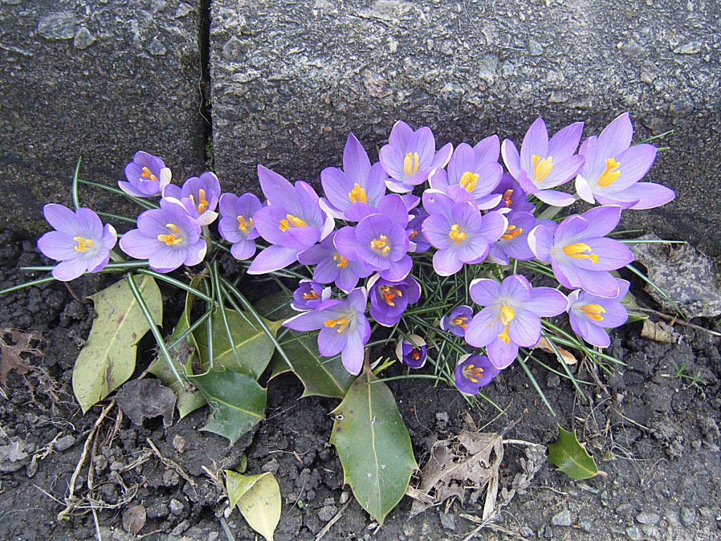 Early Crocus | NatureSpot